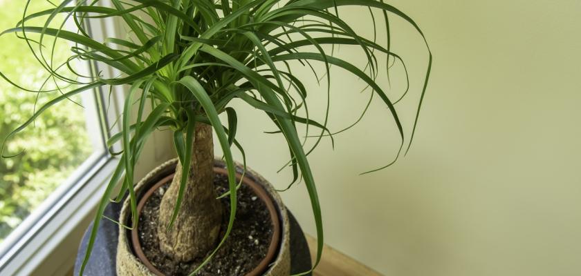 Sloní noha: Pokojovka, která vám odpustí, když ji zapomenete zalít ...