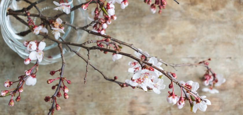 Vyrazte na barborky! Poradíme vám, co dělat, aby na Vánoce vykvetly ...