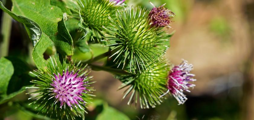 Lopuch: Plevel z příkopů, který léčí a zároveň skvěle chutná v těstíčku ...