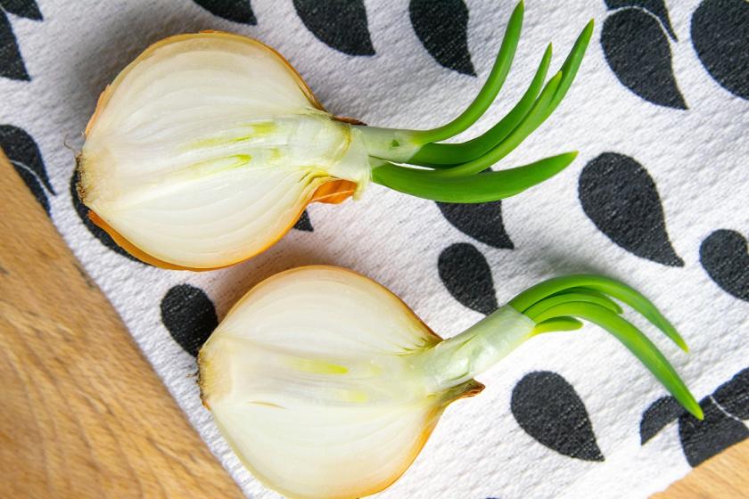 Cibule jako lék: Pomůže při chřipce, ale i s bolavým uchem ...