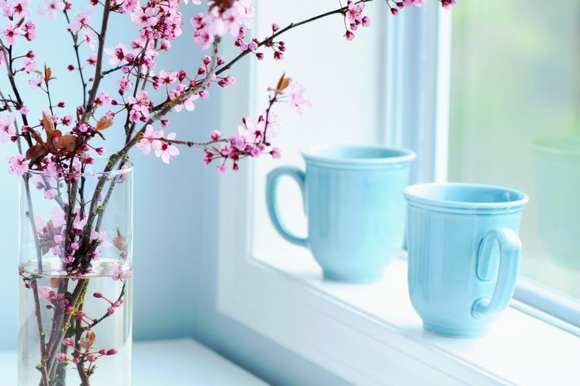 Vyrazte na barborky! Poradíme vám, co dělat, aby na Vánoce vykvetly ...