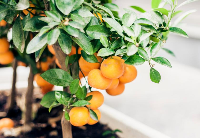 Mandarinky od Mikuláše: Vitamínová bomba, na které by neměla plandat ...