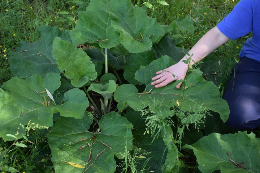 Lopuch: Plevel z příkopů, který léčí a zároveň skvěle chutná v těstíčku ...